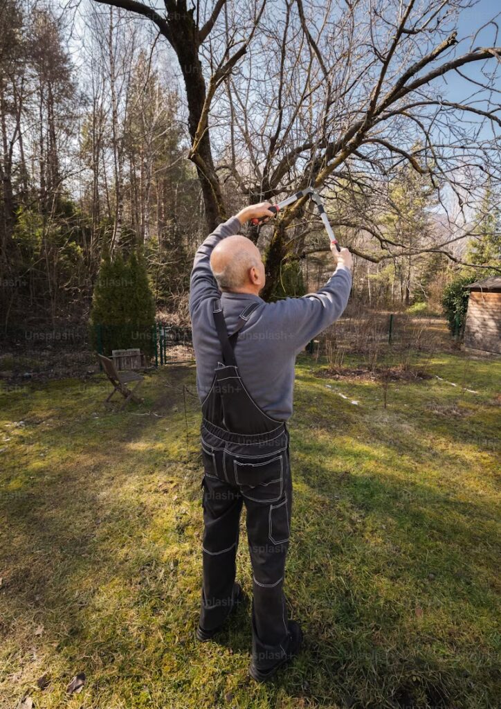 The Benefits of Professional Tree Trimming with State-of-the-Art ...